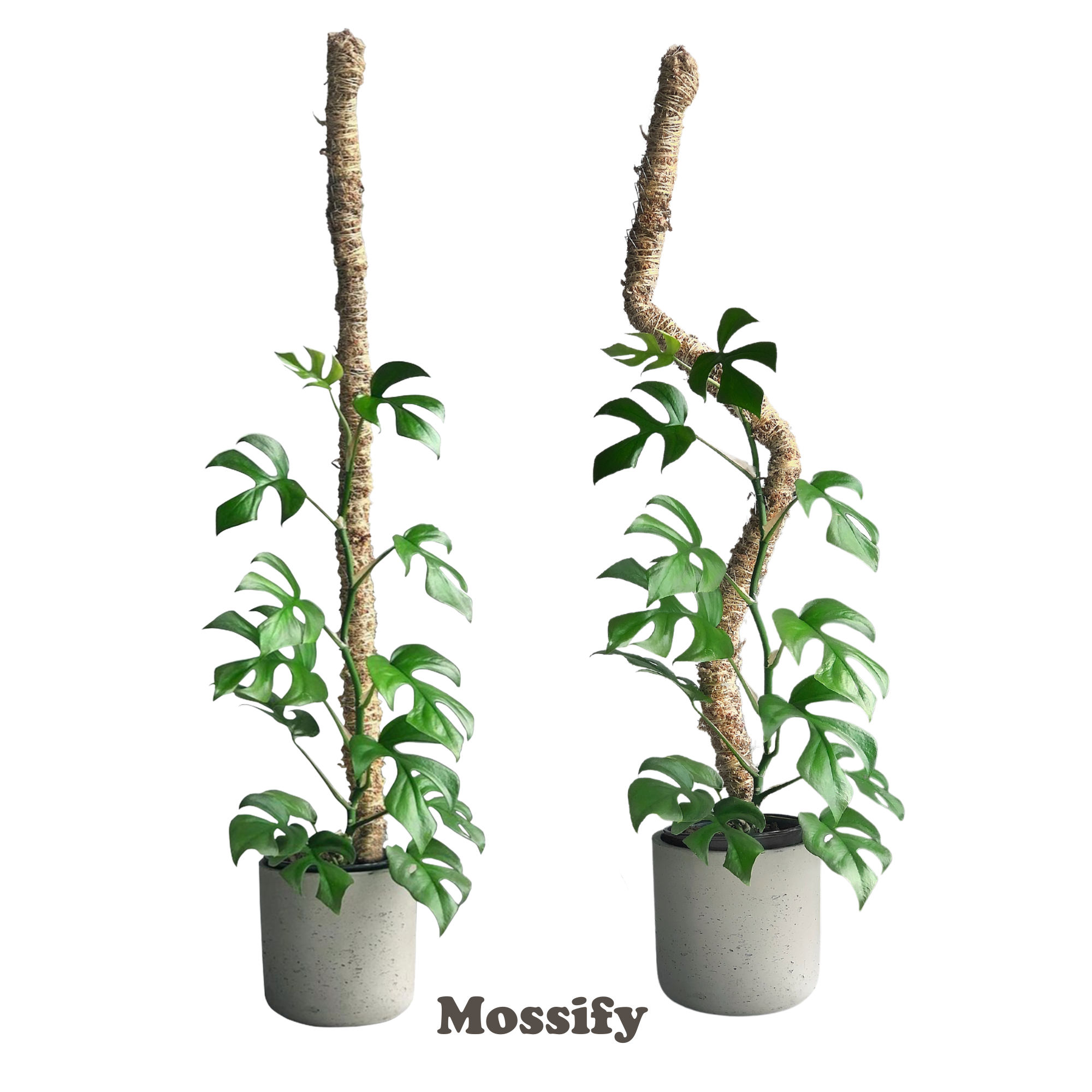 The Original Bendable Moss Pole™ - TERRA Greenhouses