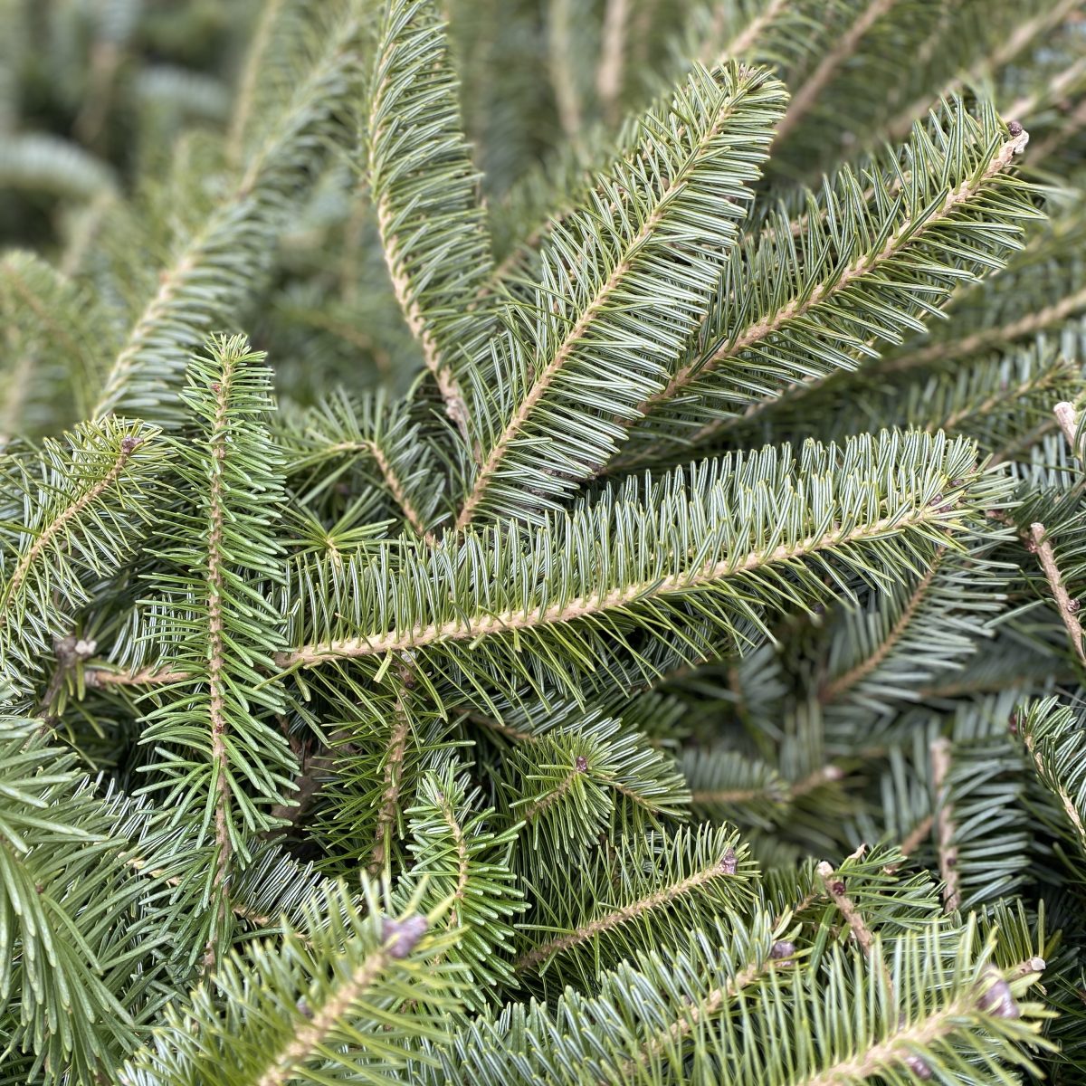 Your Guide to Fresh Cut Christmas Trees - TERRA Greenhouses