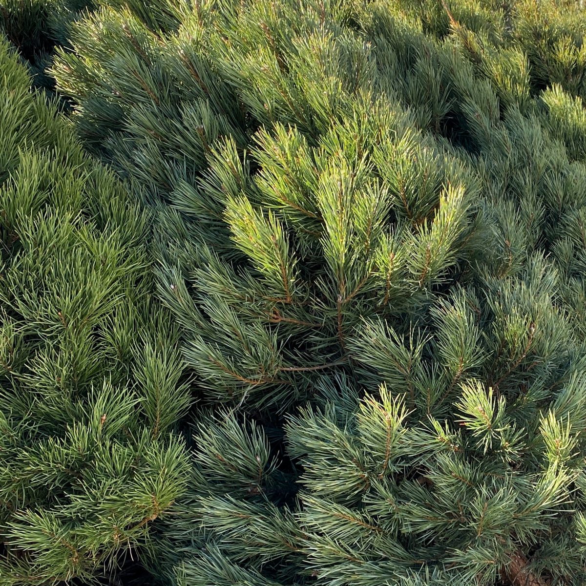 Your Guide to Fresh Cut Christmas Trees - TERRA Greenhouses