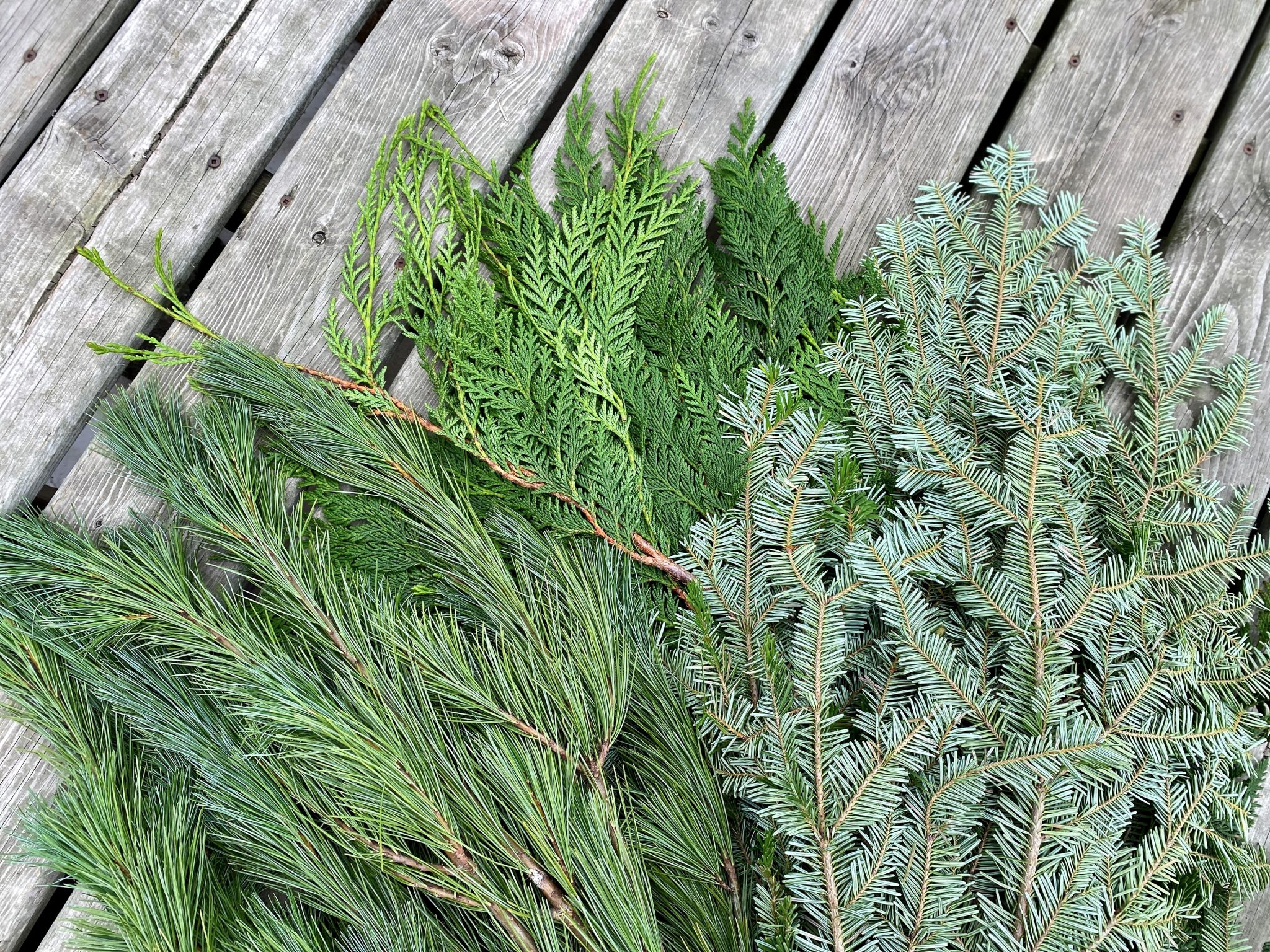 Your Guide to Fresh Cut Greens - TERRA Greenhouses