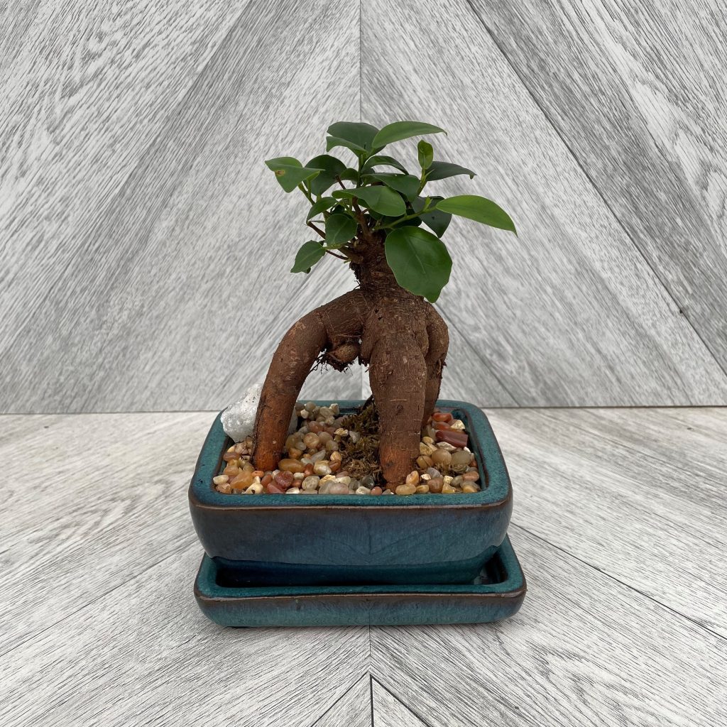 Bonsai Ginseng Ficus (5" pot) - TERRA Greenhouses