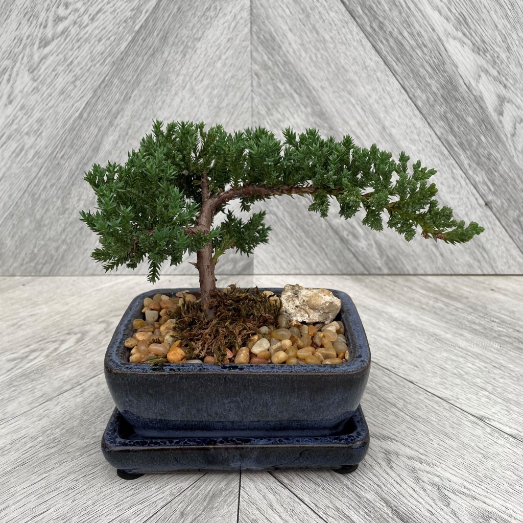 Bonsai Juniper (5 Inch) - TERRA Greenhouses