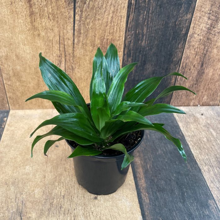Dracaena – Janet Craig (4" pot) - TERRA Greenhouses
