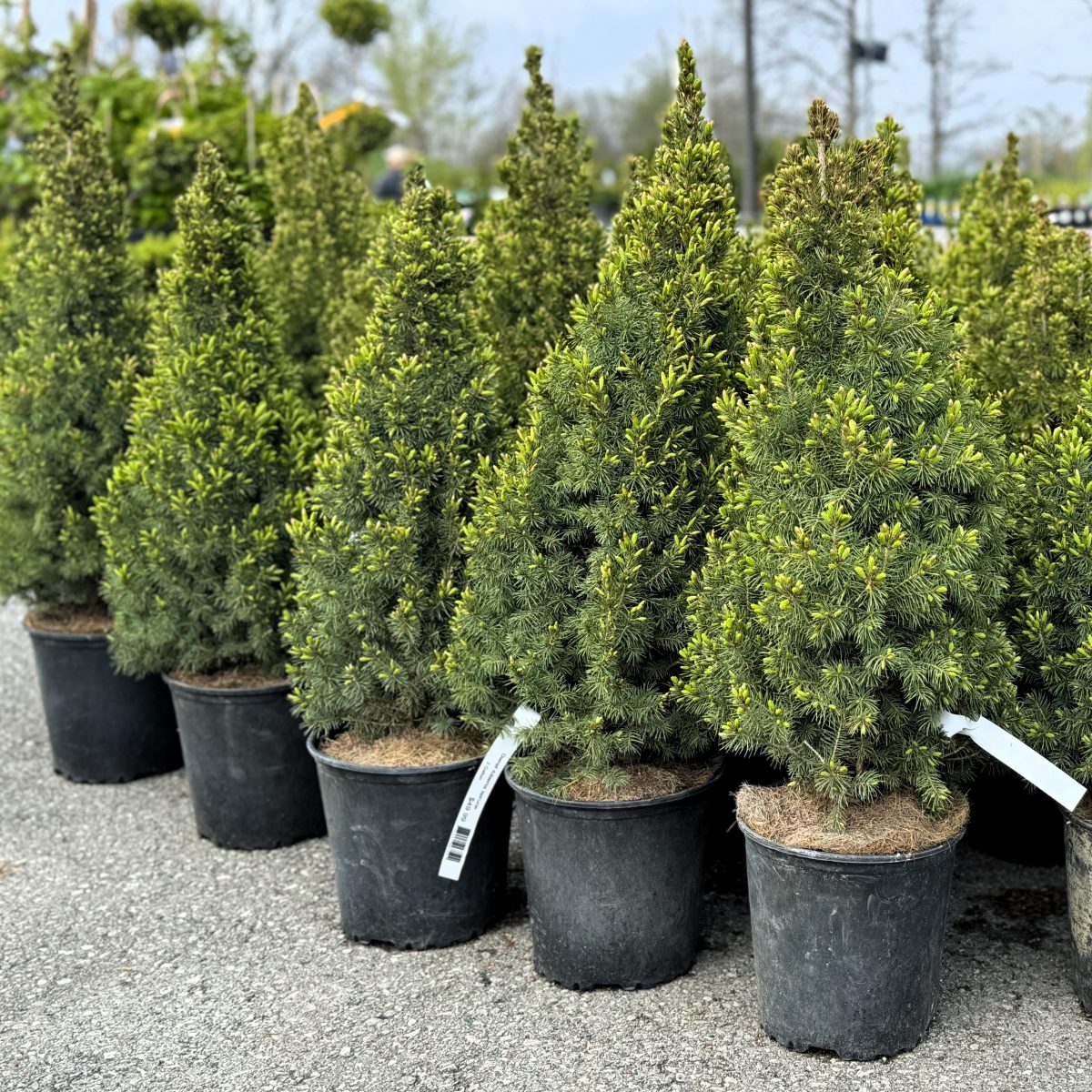 Spruce Dwarf Alberta 3gal - TERRA Greenhouses