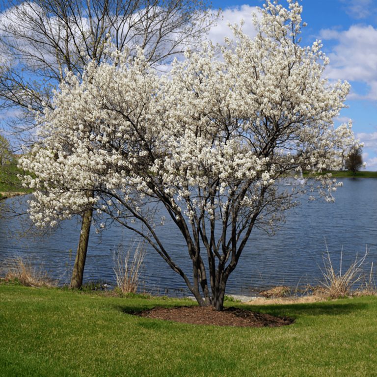 Trees - TERRA Greenhouses