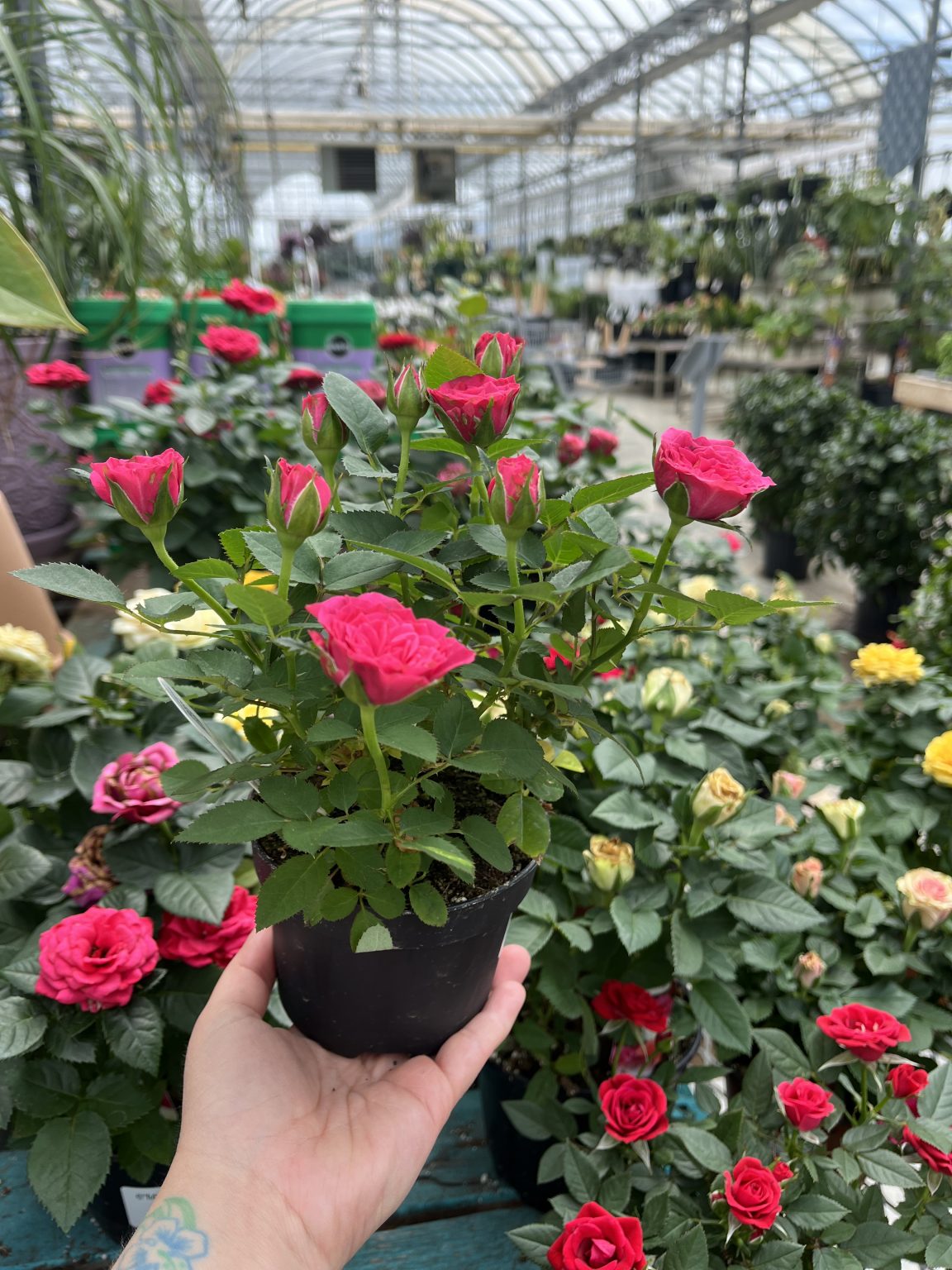 Mini Roses (4" pot) - TERRA Greenhouses