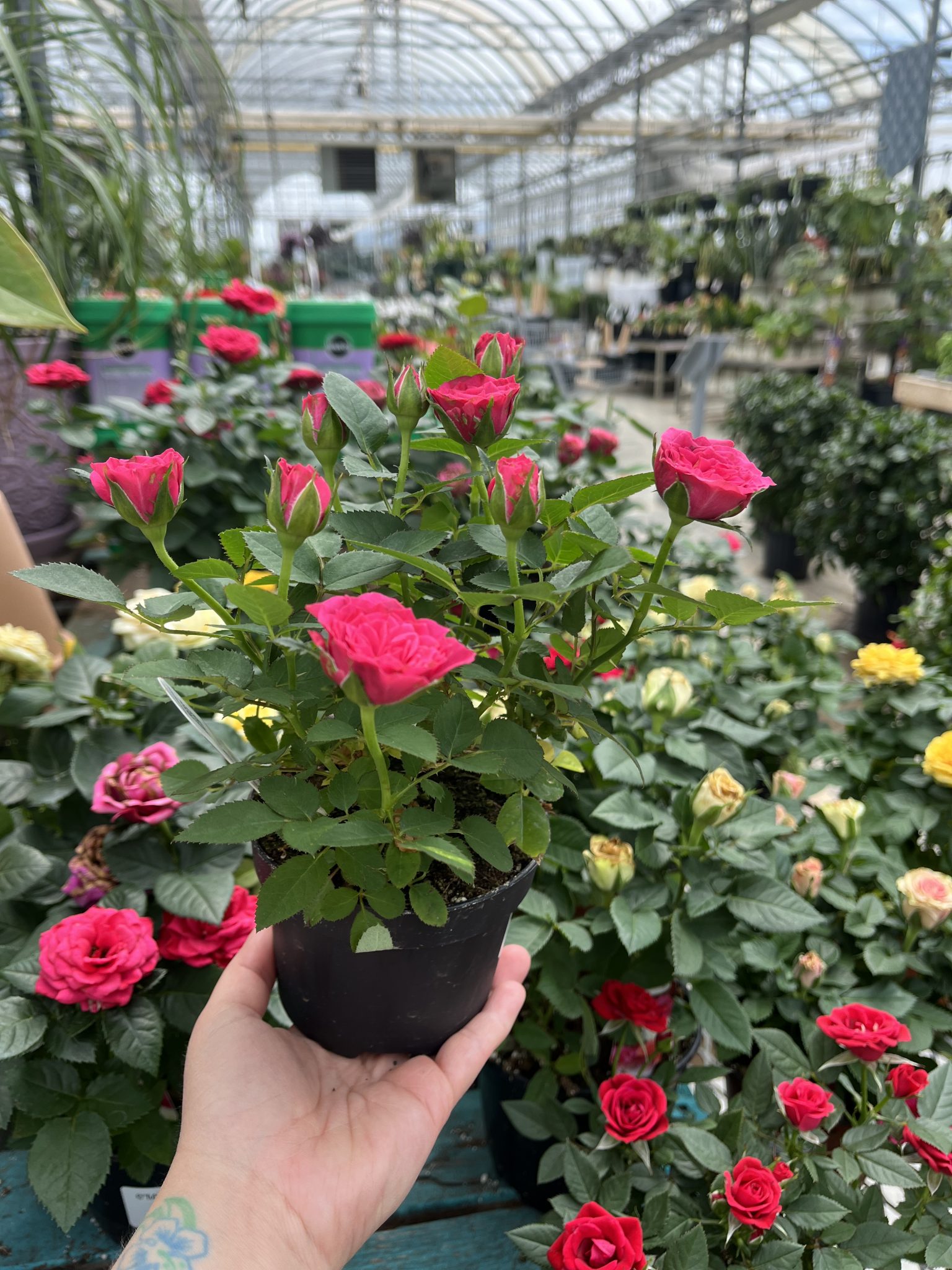 Mini Roses (4" pot) - TERRA Greenhouses