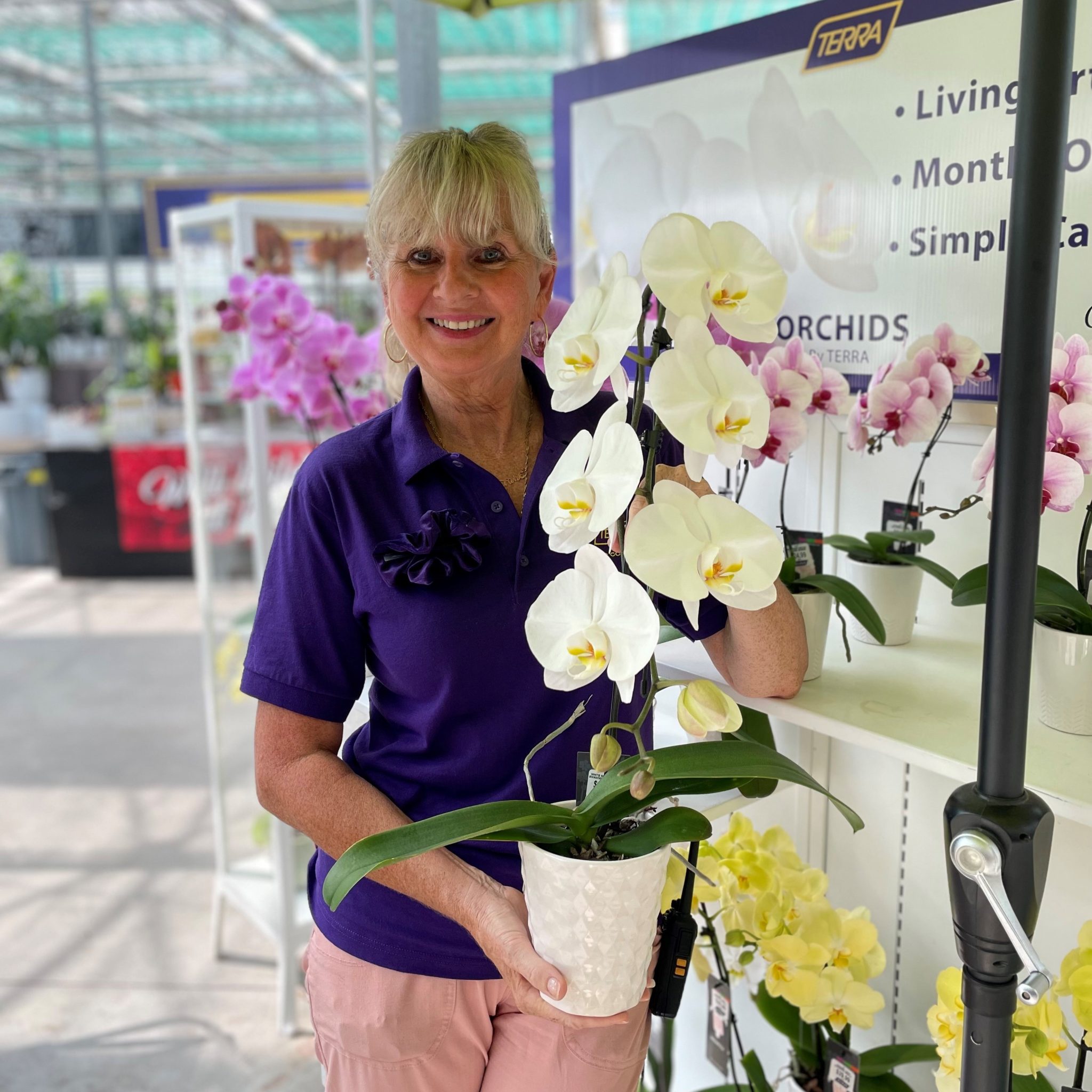 Artistica Orchid - Swan in 5" Ceramic Pot - TERRA Greenhouses