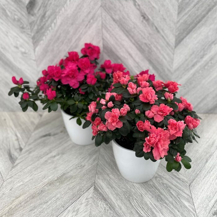 Potted Flowers - TERRA Greenhouses