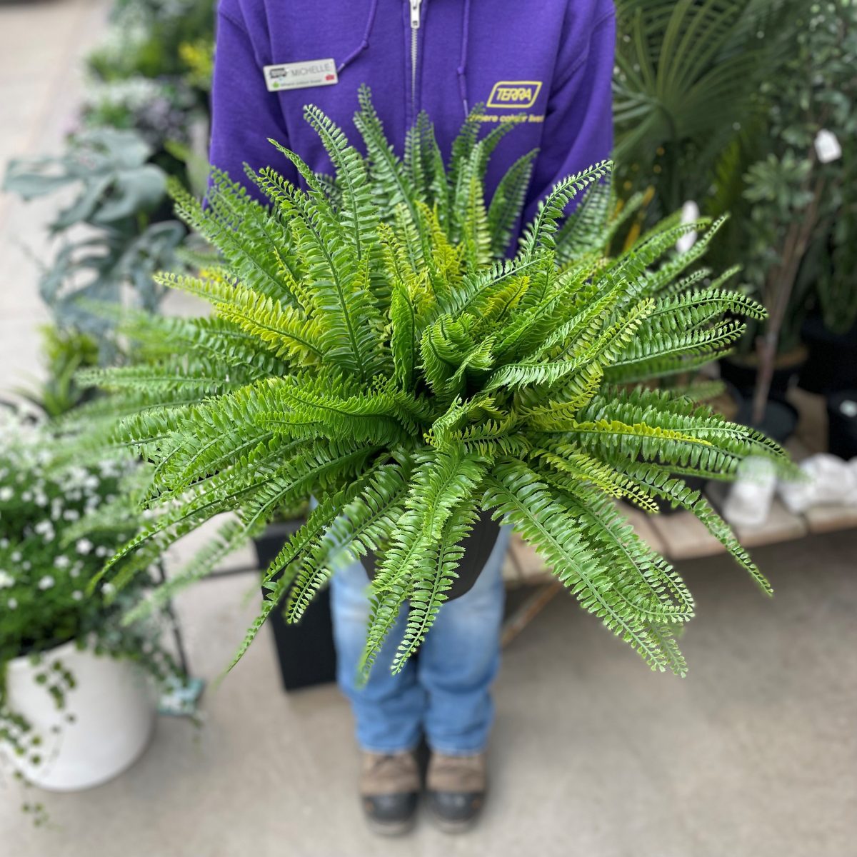 Fern Planted (Artificial) - TERRA Greenhouses