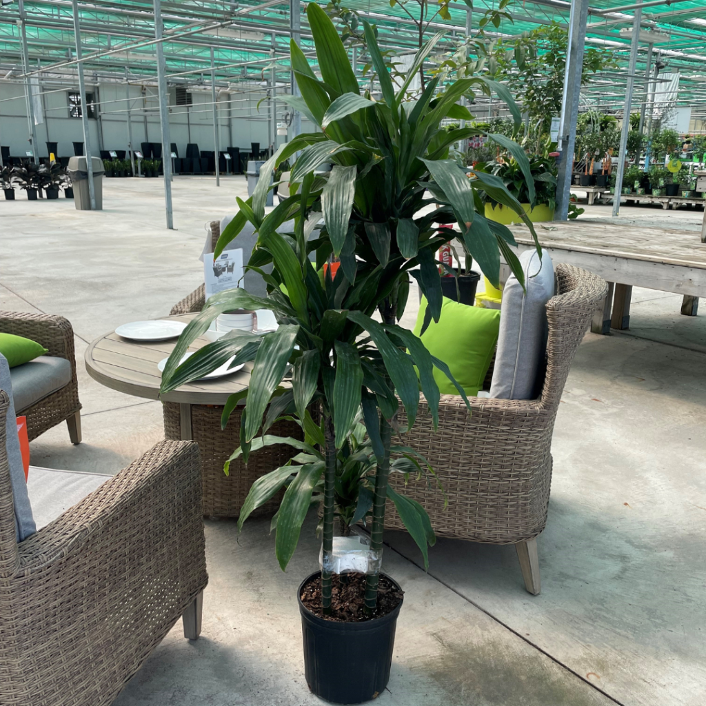 Janet Craig Cane 3-2-1 - TERRA Greenhouses