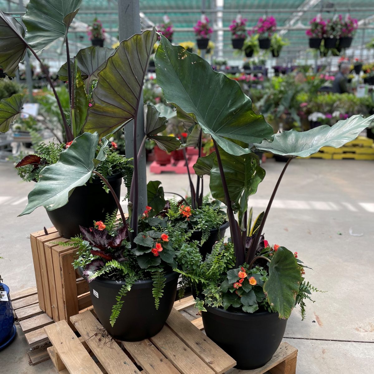 Seasonal Planters - TERRA Greenhouses