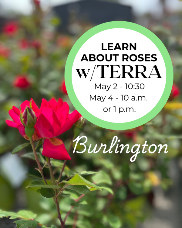 Learn about Roses w/TERRA - TERRA Greenhouses