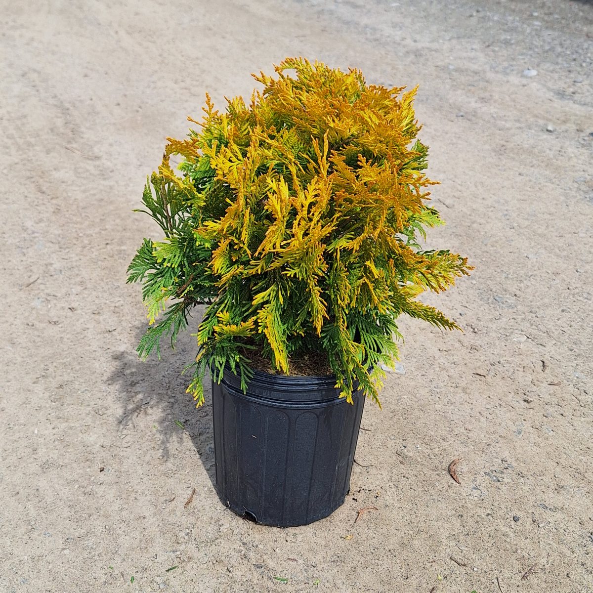 Evergreens - TERRA Greenhouses