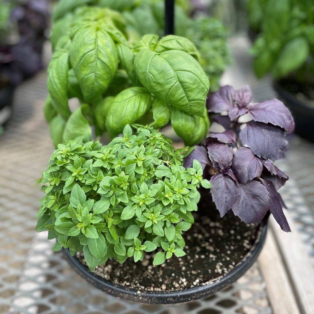 Shop - TERRA Greenhouses