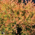 Shop - TERRA Greenhouses