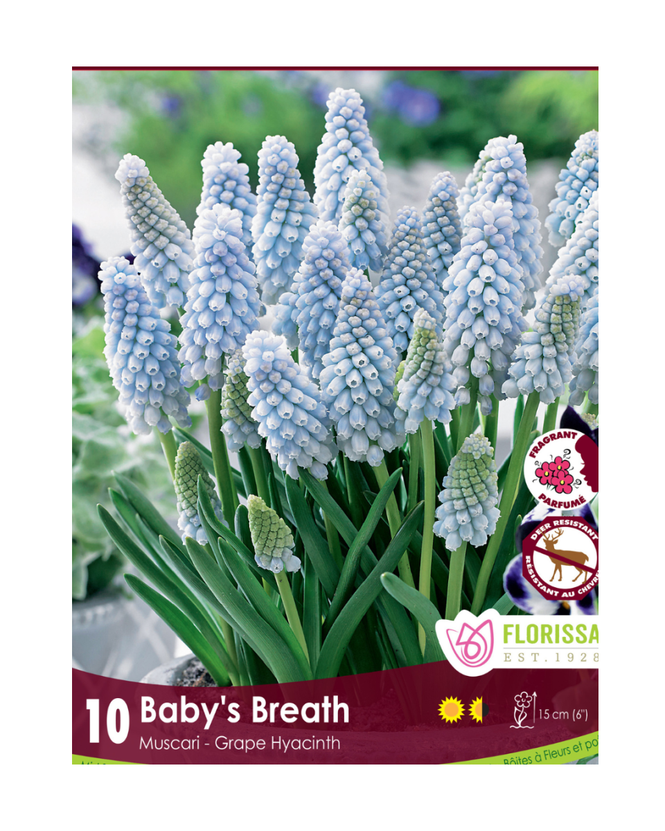 Muscari Baby's Breath (10bulbs/pkg) - TERRA Greenhouses