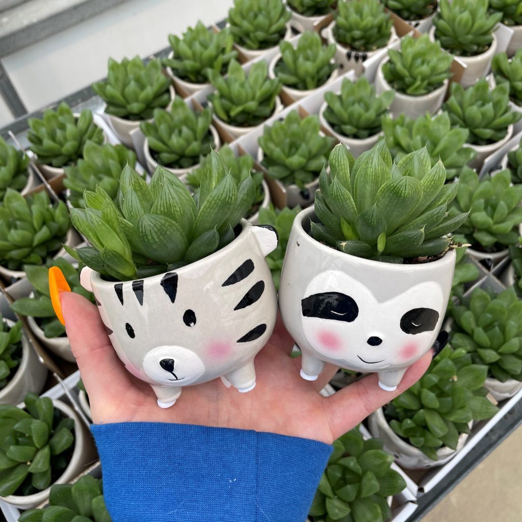 Hawarthia Cooperi in Animal Ceramic - TERRA Greenhouses