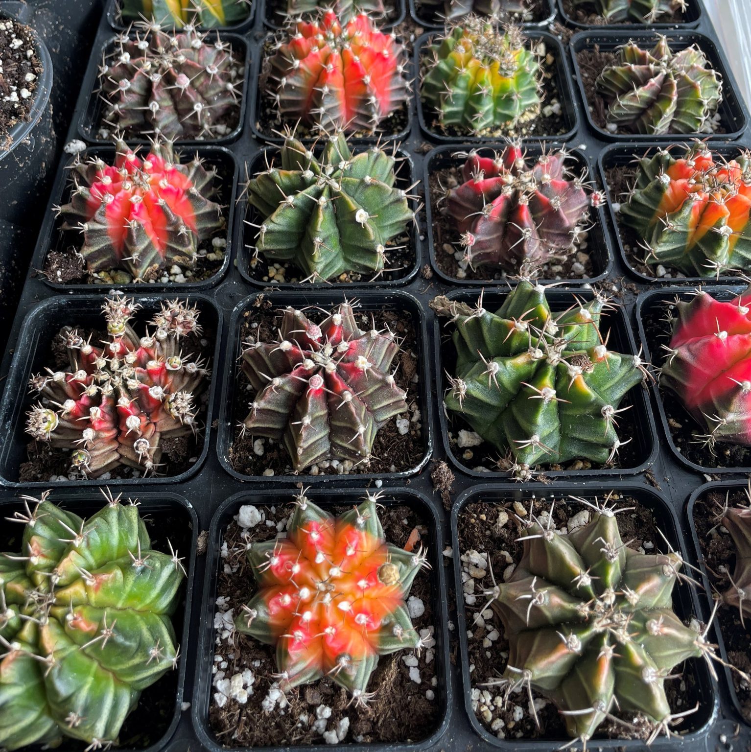 Gymnocalycium Variegated Cactus (2.5