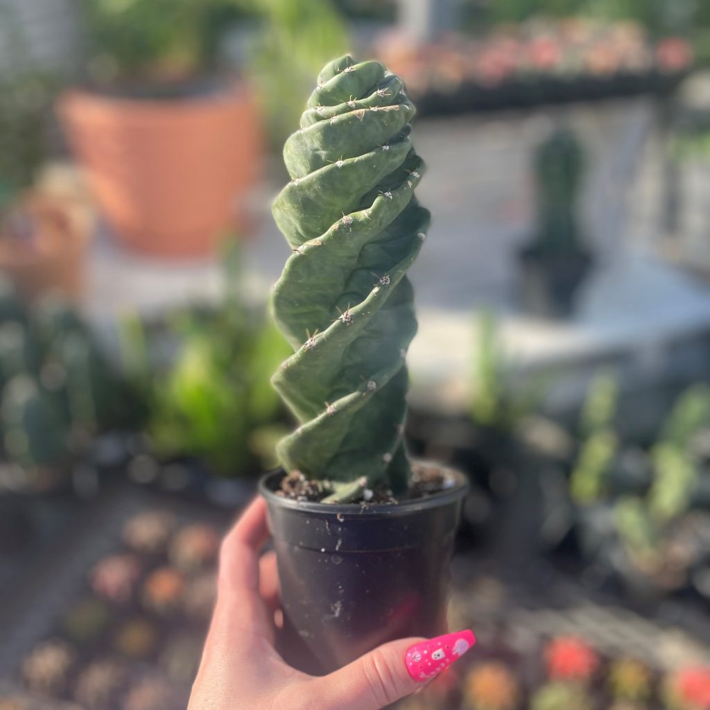 Spiral Cactus (4" pot) - TERRA Greenhouses