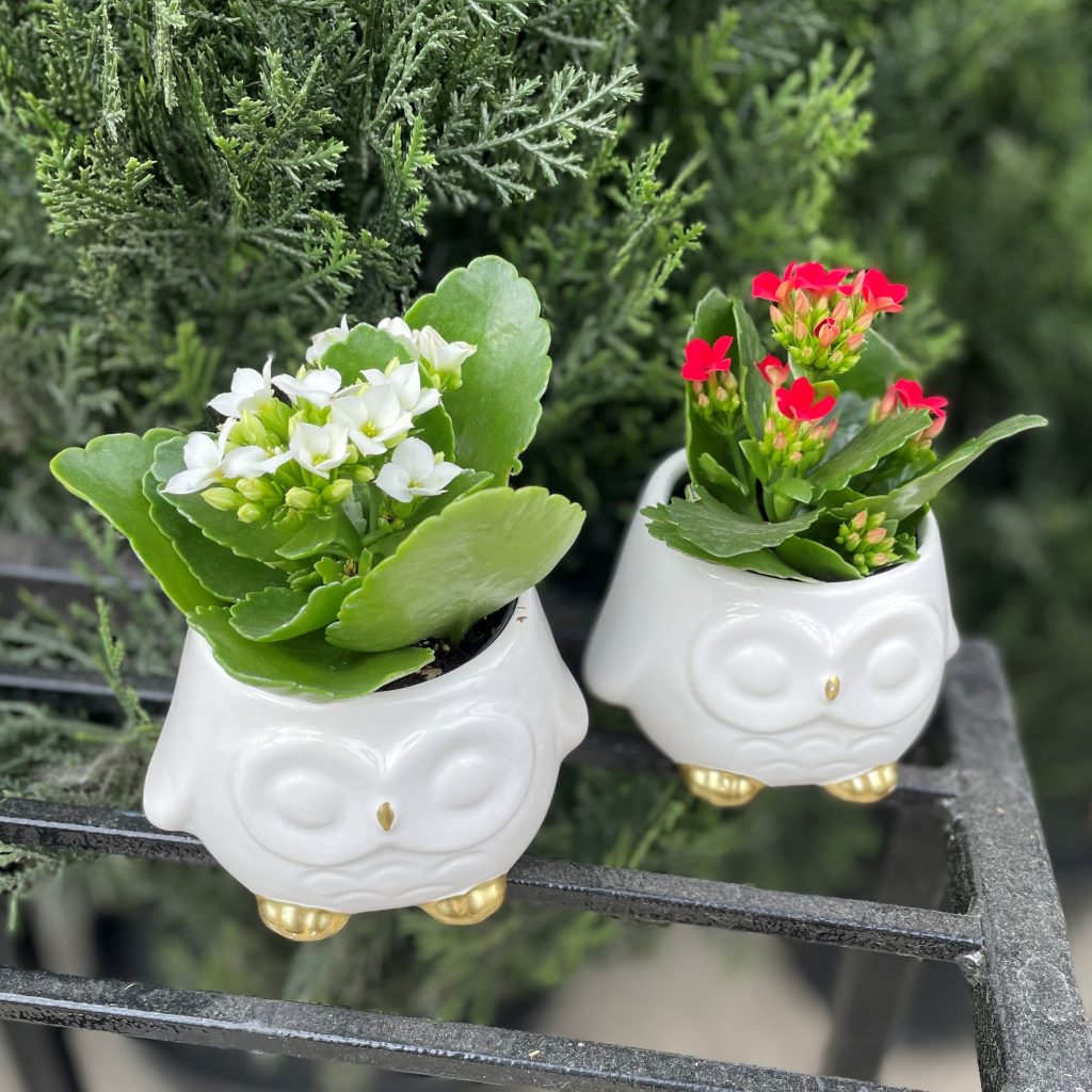 Nora Mini - TERRA Greenhouses